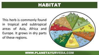 Classical Synonyms and Categorization of Ashwagandha in Ayurveda.pptx