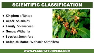 Classical Synonyms and Categorization of Ashwagandha in Ayurveda.pptx
