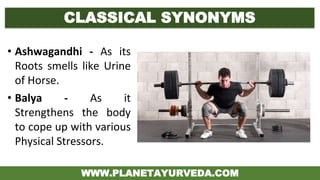 Classical Synonyms and Categorization of Ashwagandha in Ayurveda.pptx