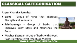 Classical Synonyms and Categorization of Ashwagandha in Ayurveda.pptx