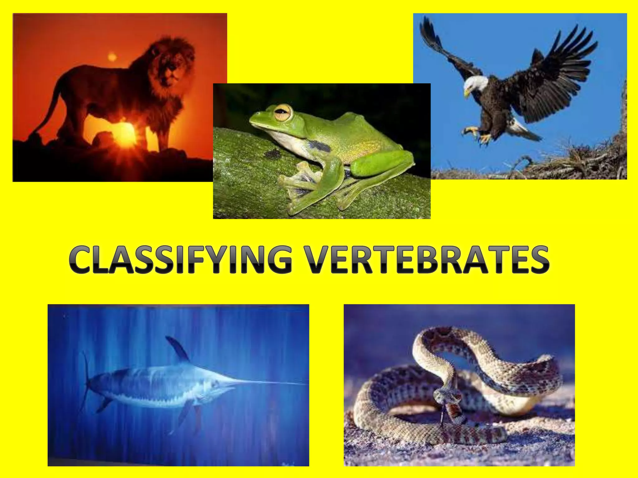 Classiffying vertebrates (mammals) | PPTX