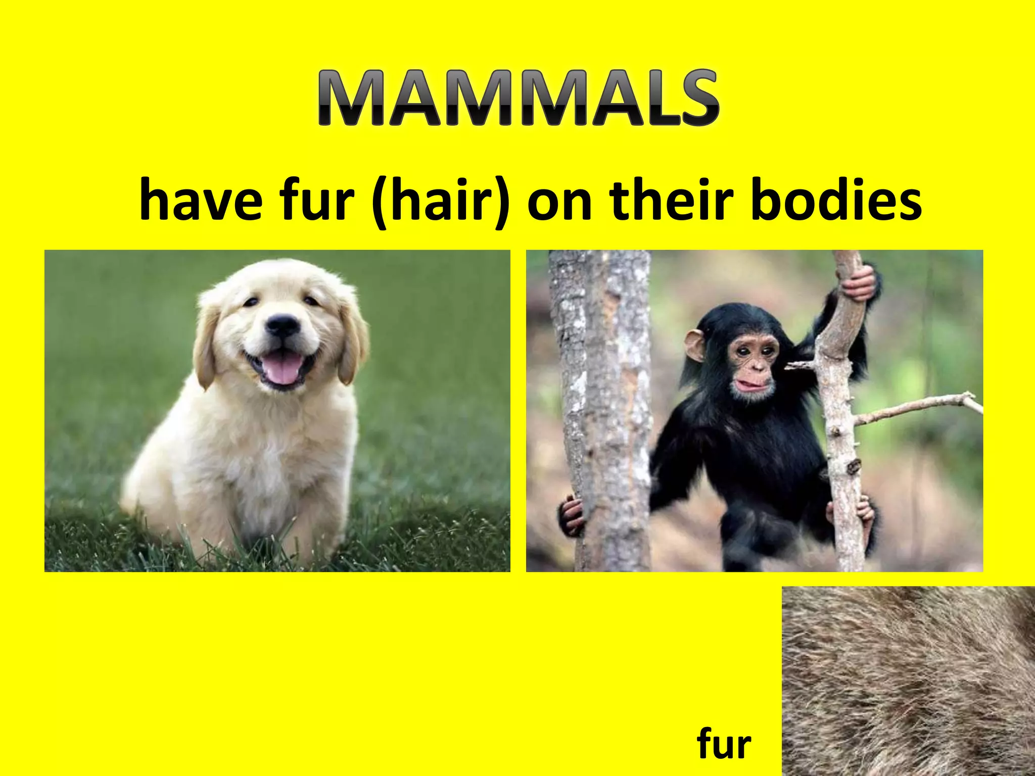 Classiffying vertebrates (mammals) | PPTX