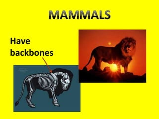 Classiffying vertebrates (mammals) | PPTX