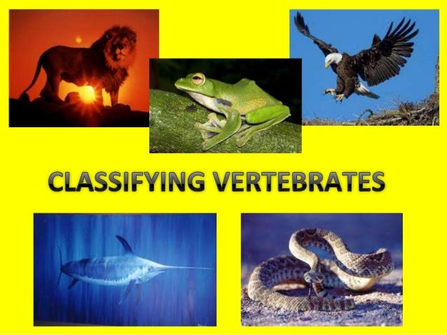 Vertebrates Of Louisiana