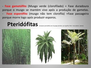 Classificacao e reproducao das plantas | PPTX
