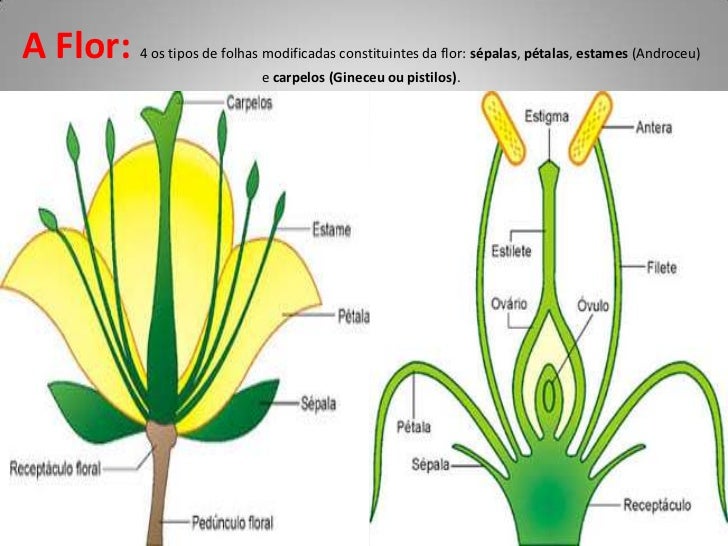 Classificacao e reproducao das plantas