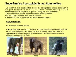 Classificació dels primats | PPTX