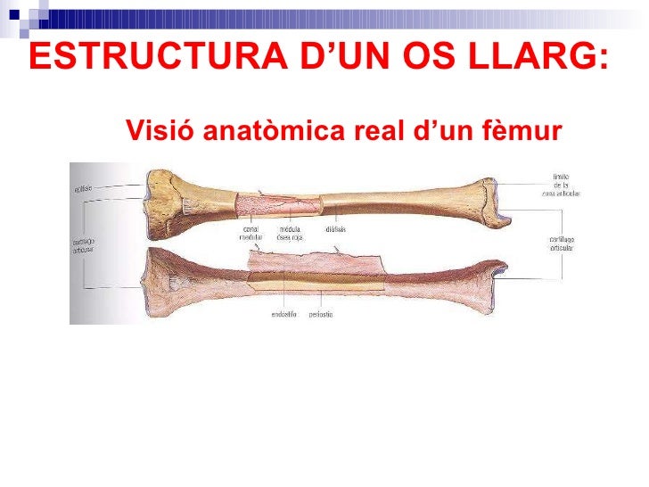 Classificació ossos