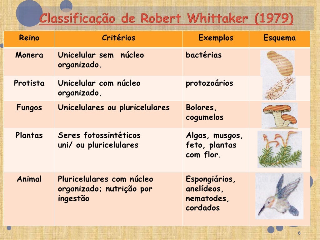 Classificação dos seres vivos