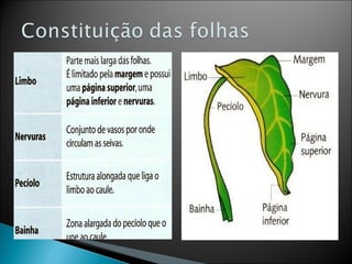Classificação das folhas características e tipos | PPS