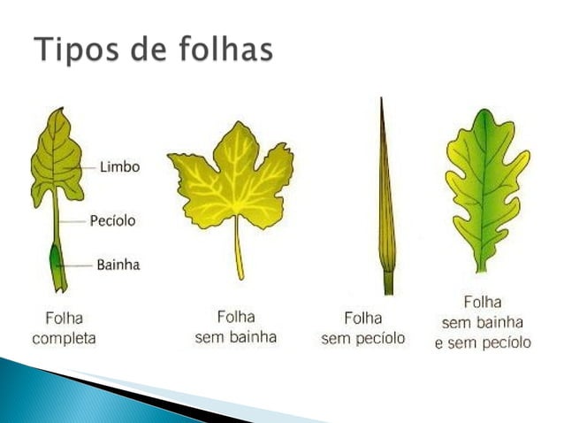 Classificação das folhas características e tipos
