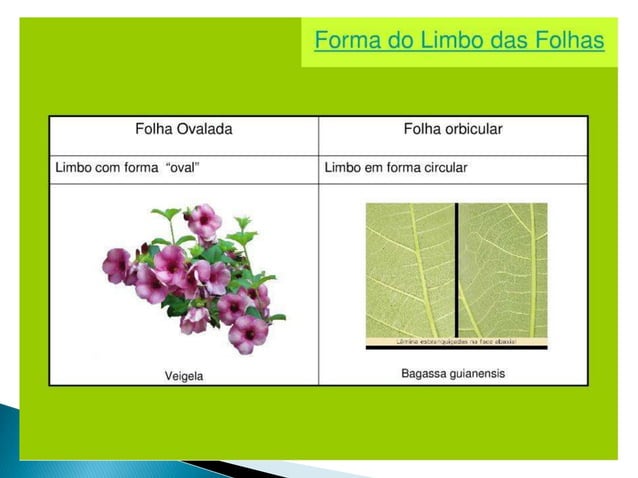 Classificação das folhas características e tipos ii | PPSX