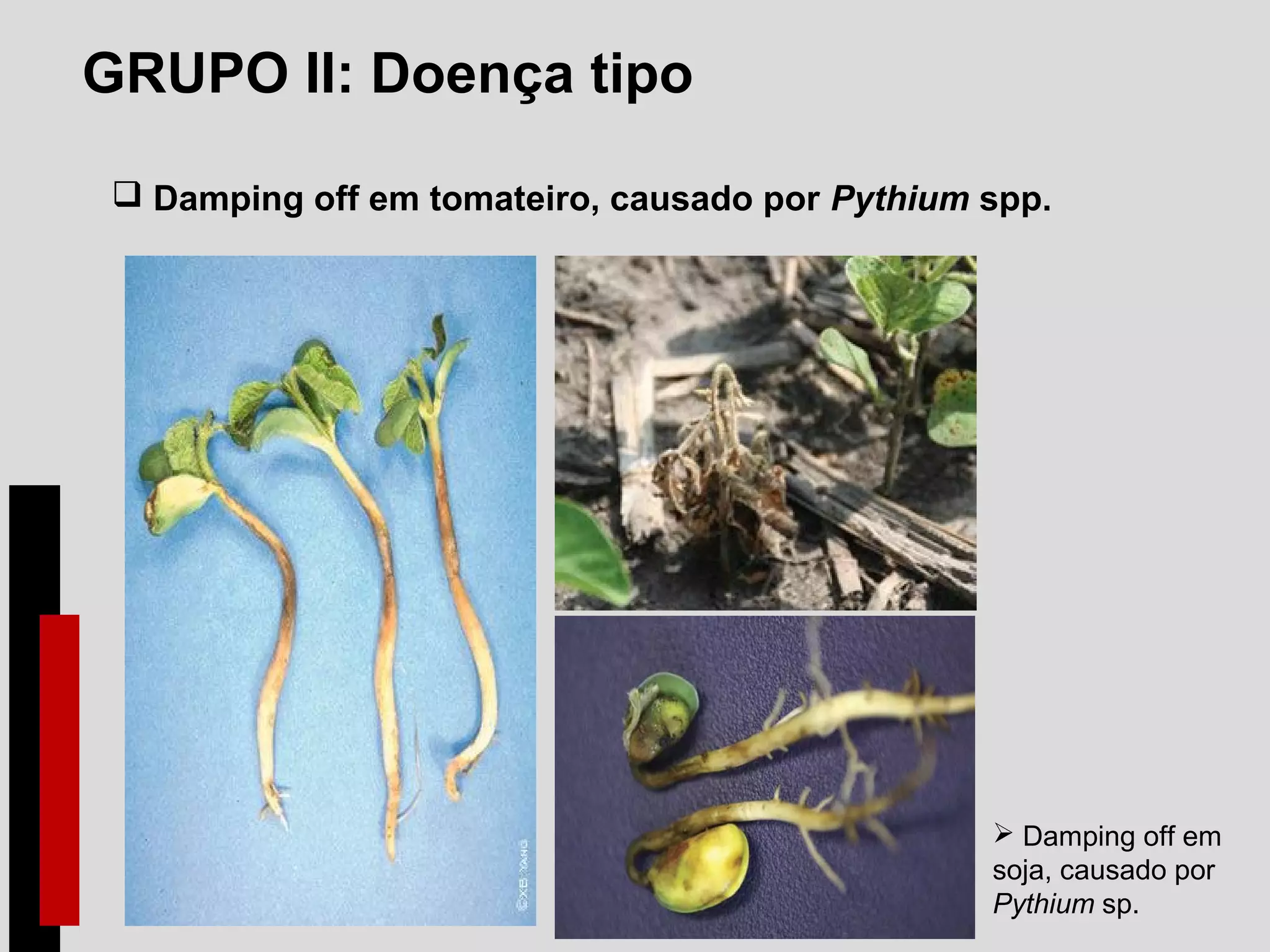 Classificação de doenças de McNew | PPT