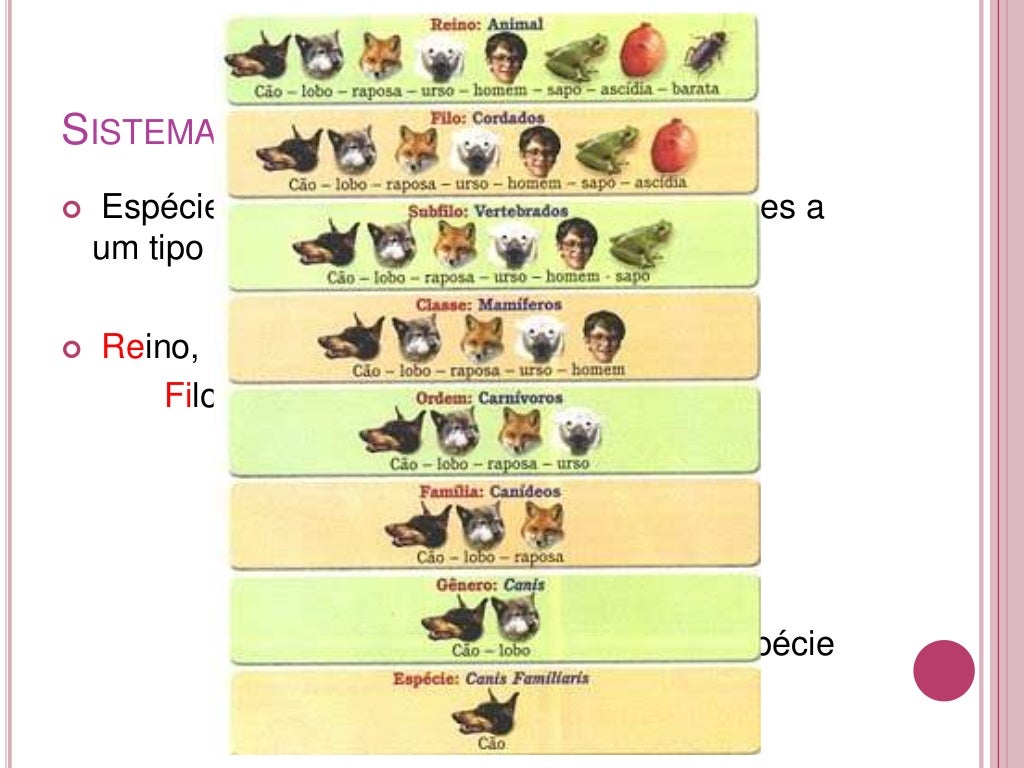 Classificação dos seres vivos