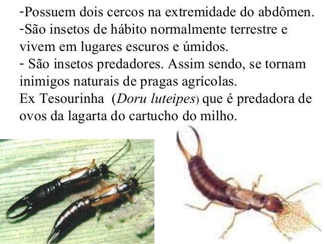 Classificação insetos