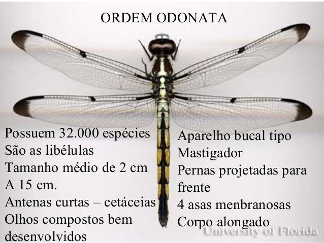 Classificação insetos