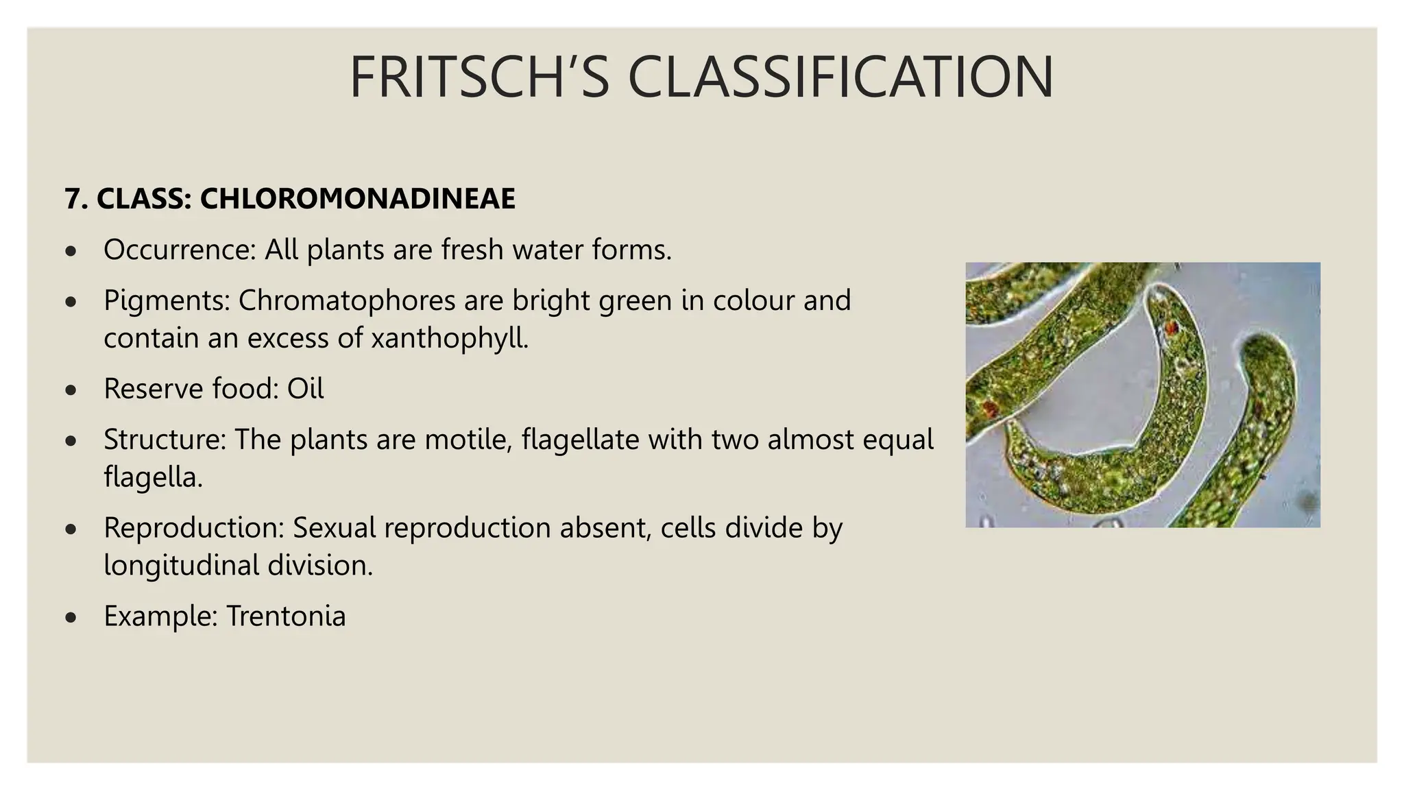 CLASSIFICATIOF ALGAE.pptx