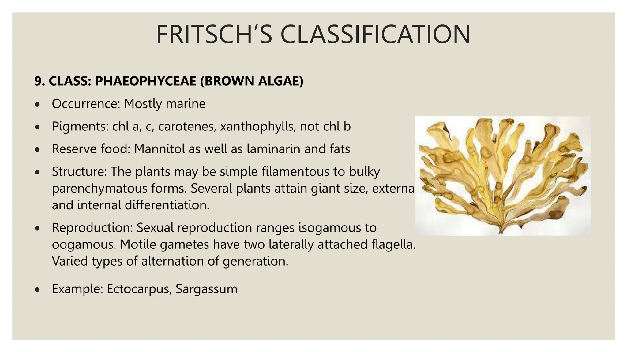 CLASSIFICATIOF ALGAE.pptx