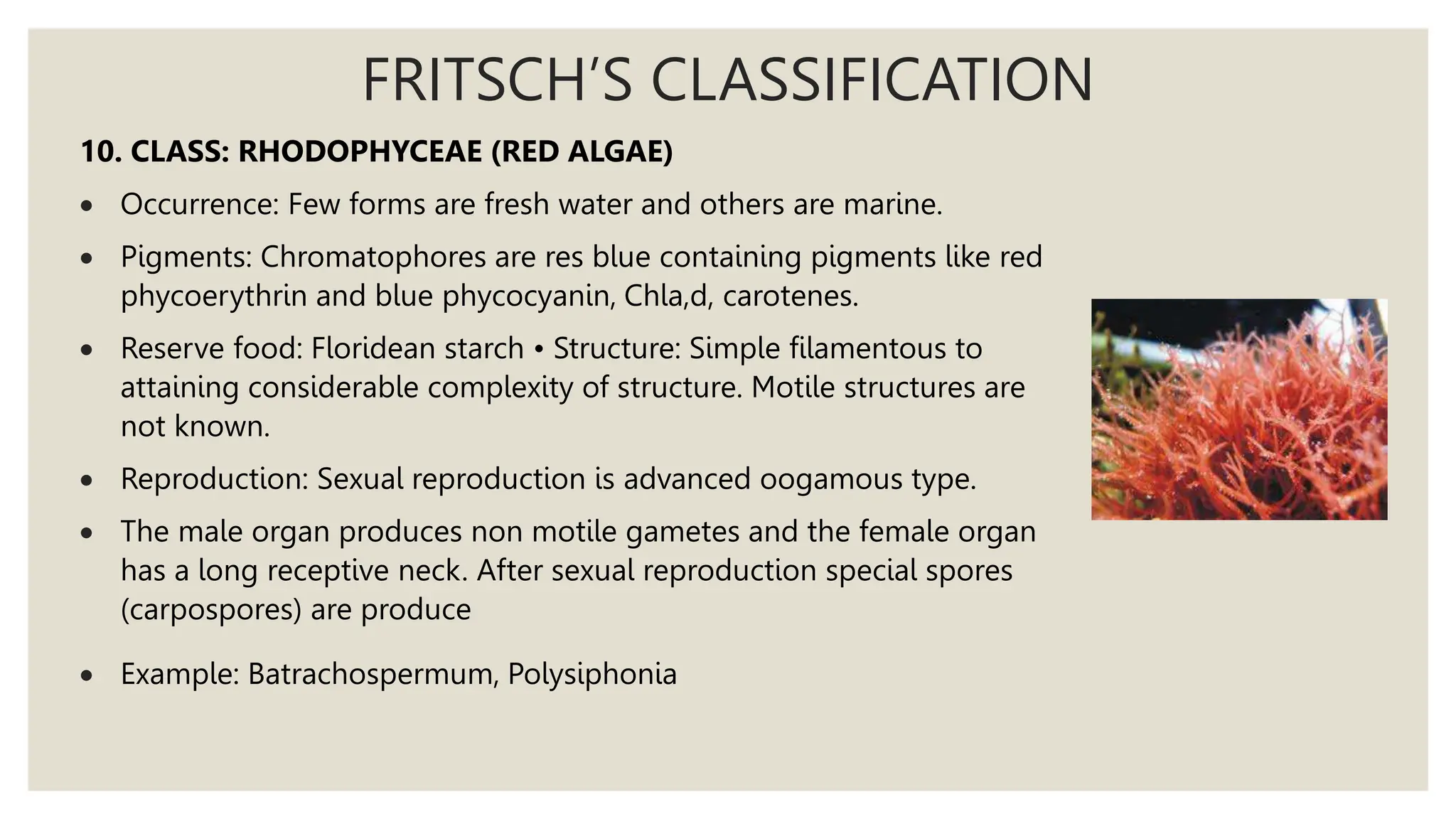CLASSIFICATIOF ALGAE.pptx