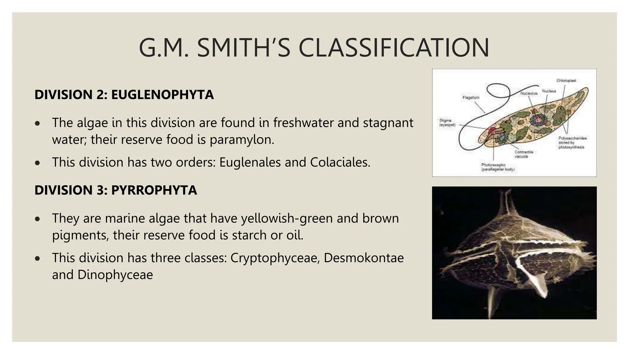 CLASSIFICATIOF ALGAE.pptx