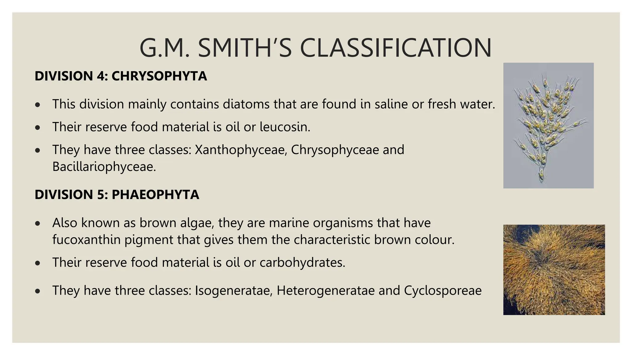 CLASSIFICATIOF ALGAE.pptx