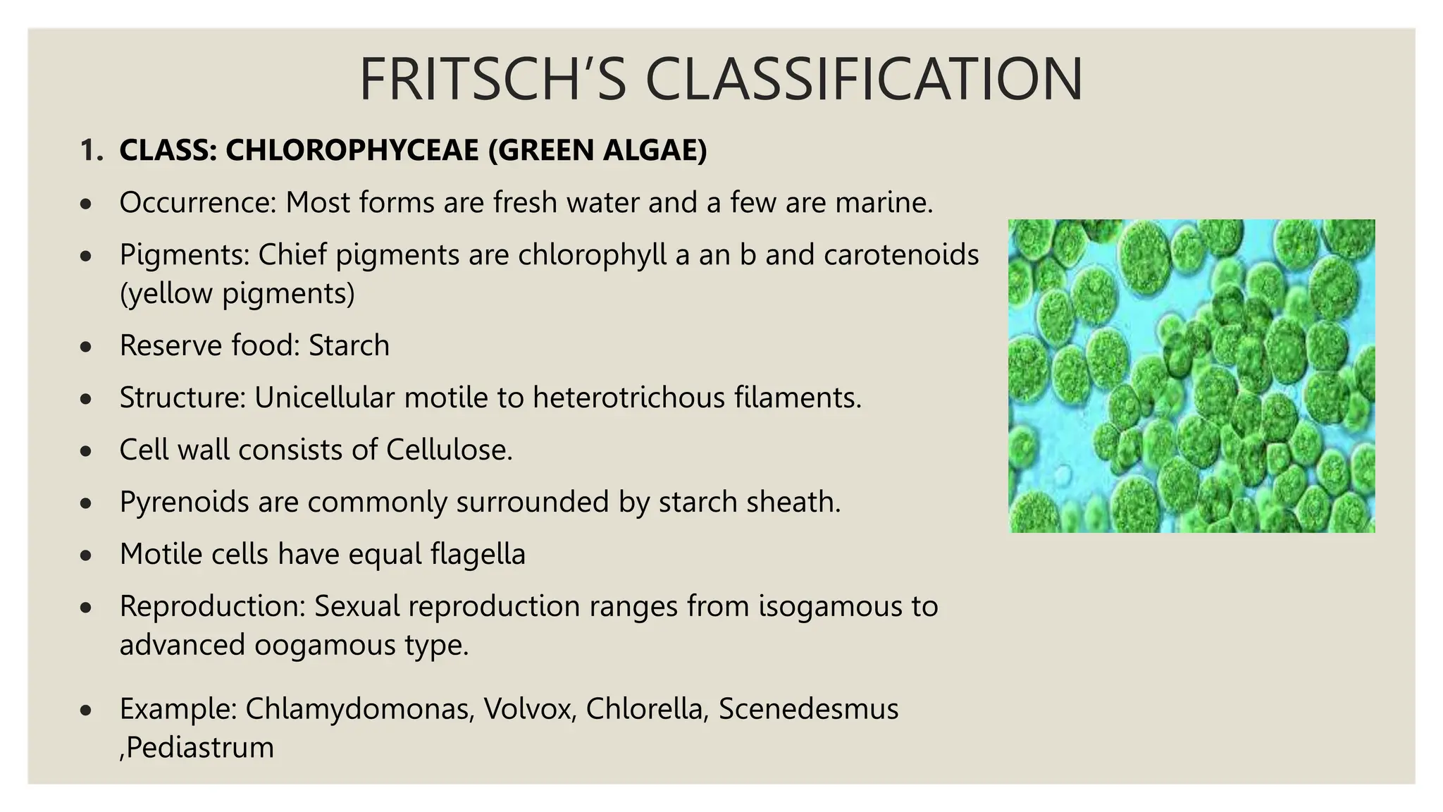 CLASSIFICATIOF ALGAE.pptx
