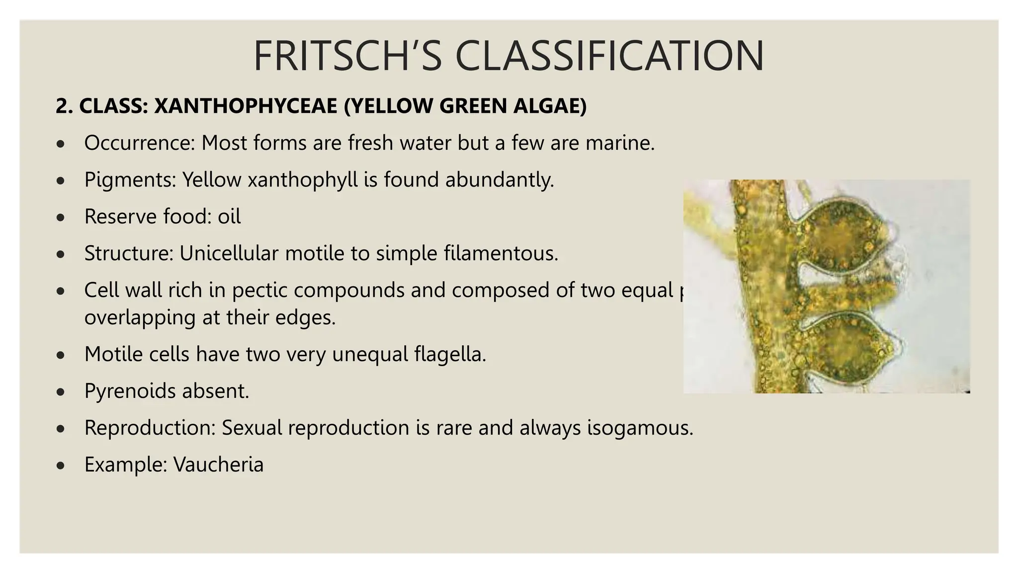CLASSIFICATIOF ALGAE.pptx