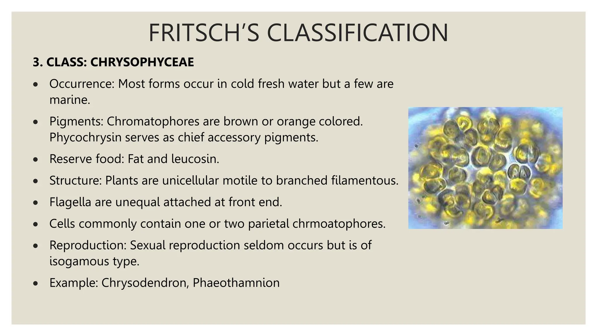 CLASSIFICATIOF ALGAE.pptx