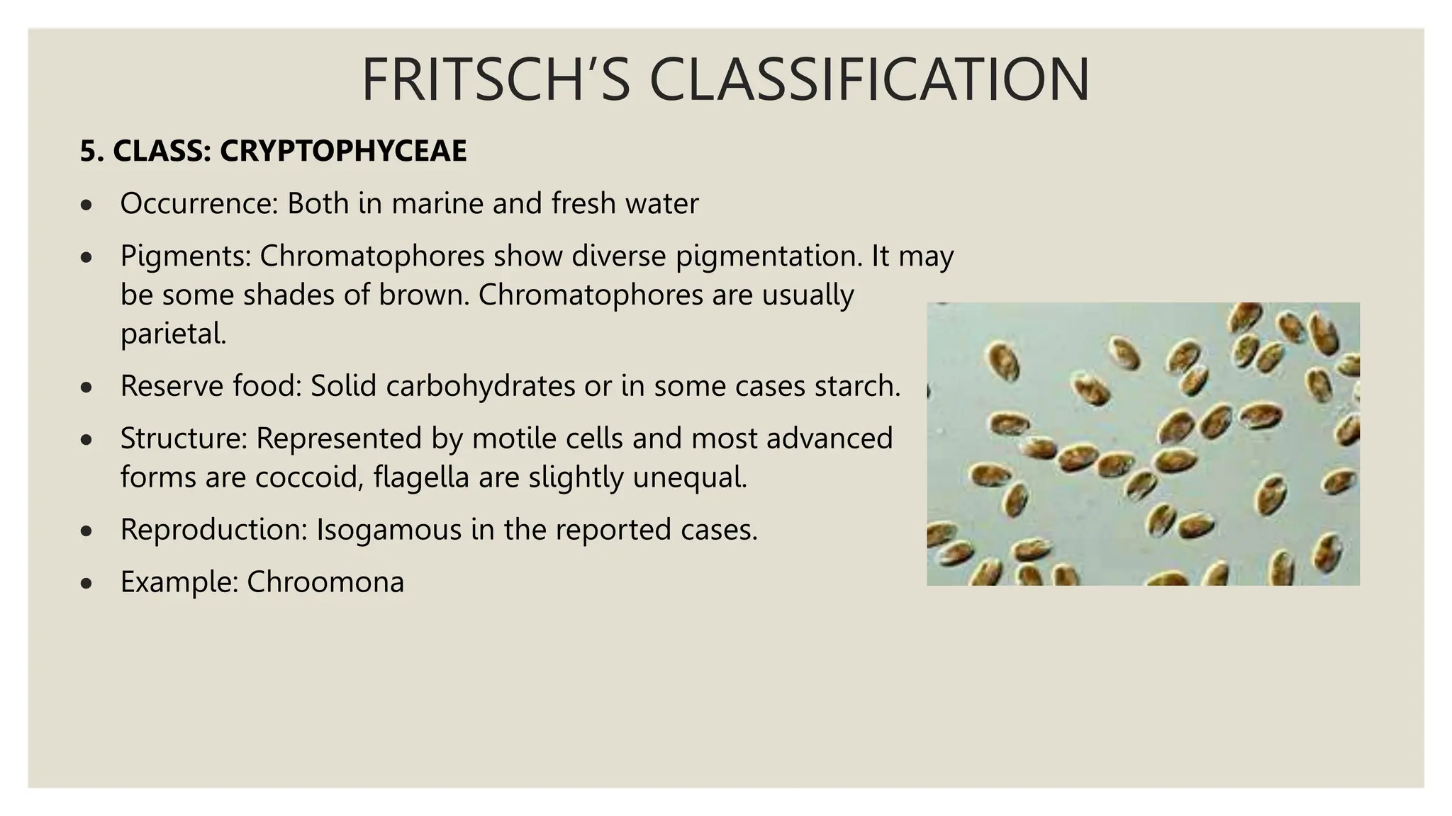 CLASSIFICATIOF ALGAE.pptx