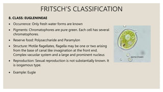 CLASSIFICATIOF ALGAE.pptx