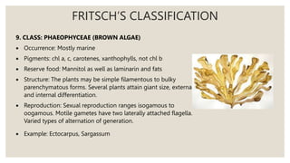 CLASSIFICATIOF ALGAE.pptx