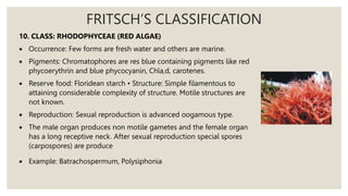 CLASSIFICATIOF ALGAE.pptx