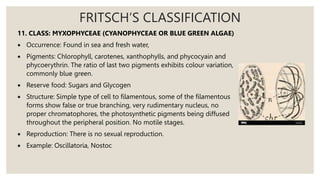 CLASSIFICATIOF ALGAE.pptx
