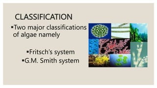 CLASSIFICATIOF ALGAE.pptx