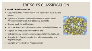CLASSIFICATIOF ALGAE.pptx