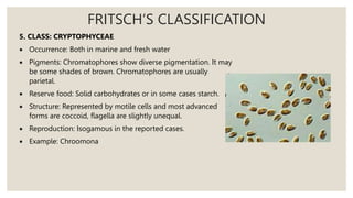 CLASSIFICATIOF ALGAE.pptx