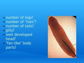 Classification | PPT