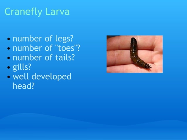Classification Ppt