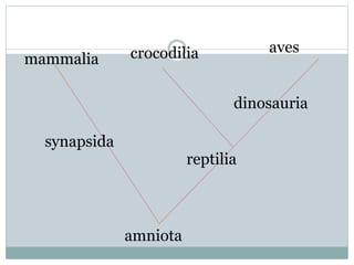 Classification | PPTX