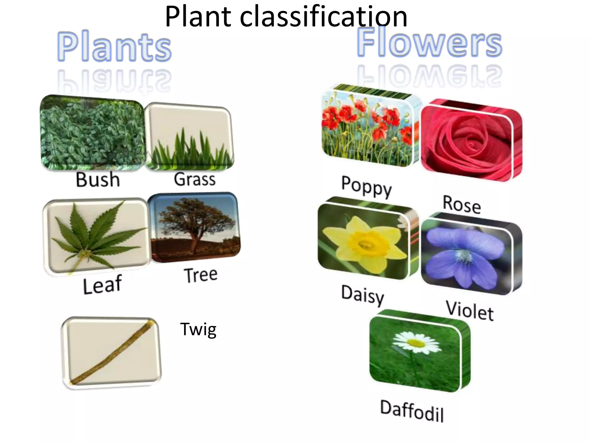 Classification | PPTX