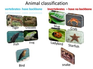 Classification | PPTX