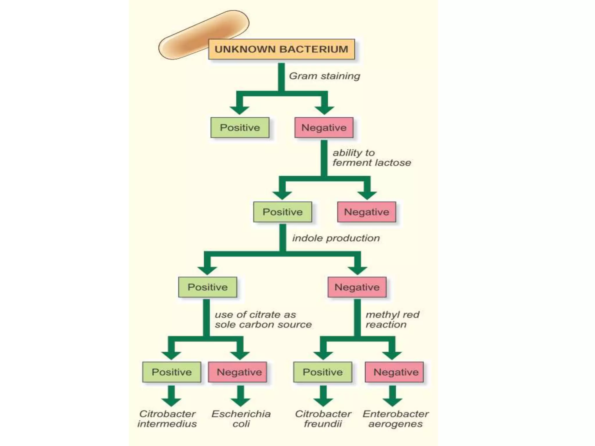 Classification of microrganisms | PPTX