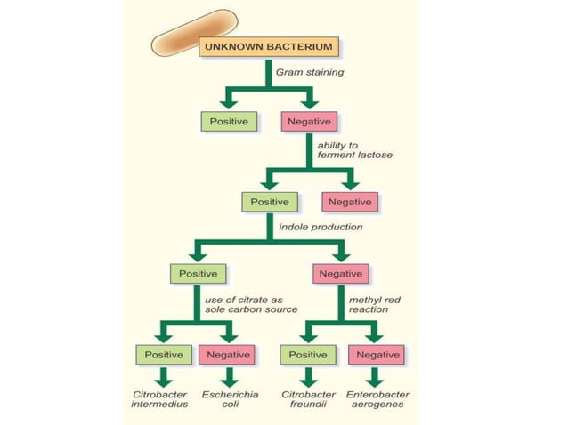 Classification of microrganisms | PPTX