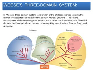 Classification of microrganisms | PPTX