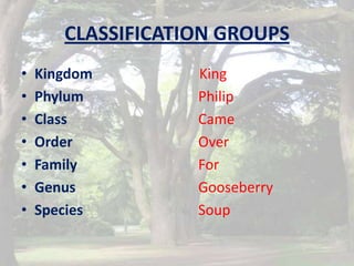 Classification of living things | PPTX