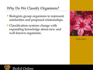 Classification | PPT