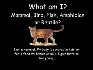 Classification o animals | PPT