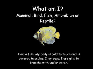 Classification o animals | PPT