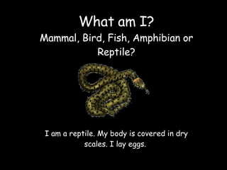 Classification o animals | PPT