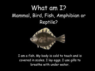 Classification o animals | PPT